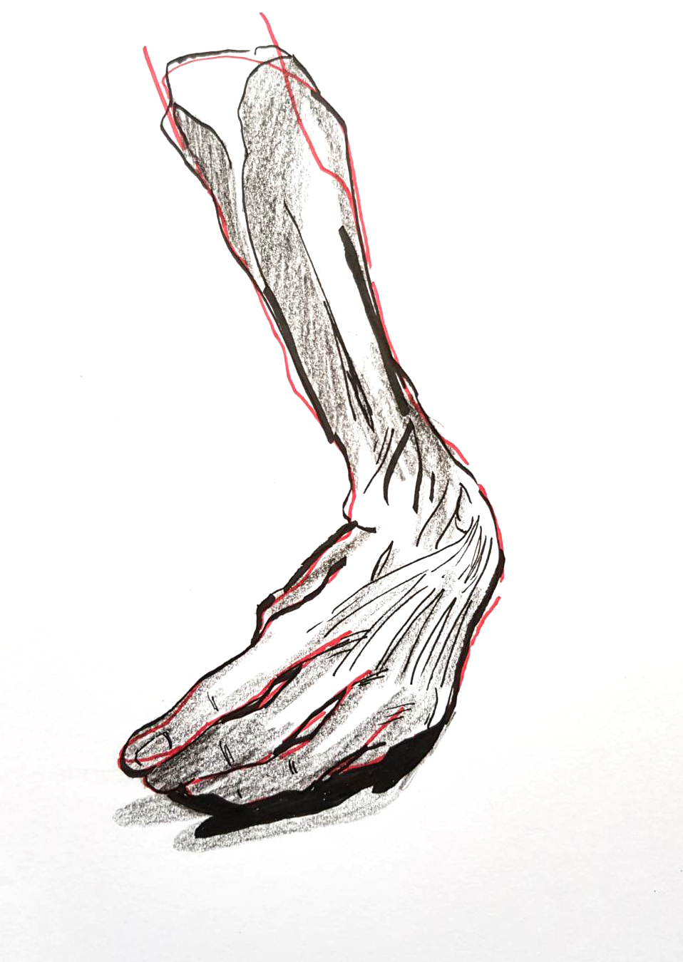 The Quick, the Dead and the Anatomised: How a dissection drawing ...